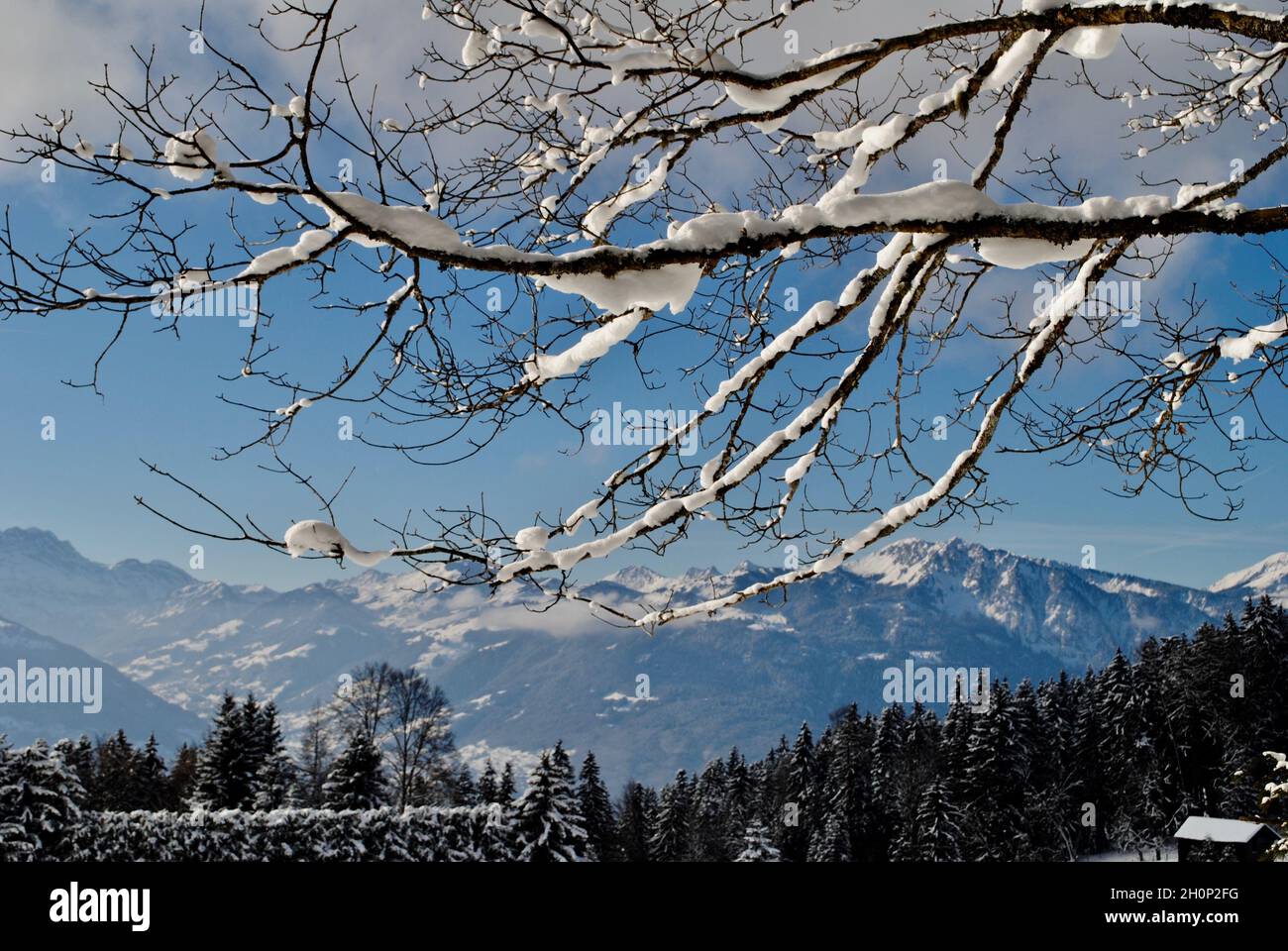 Snow-covered branches with mountains in the background in Villars-sur ...