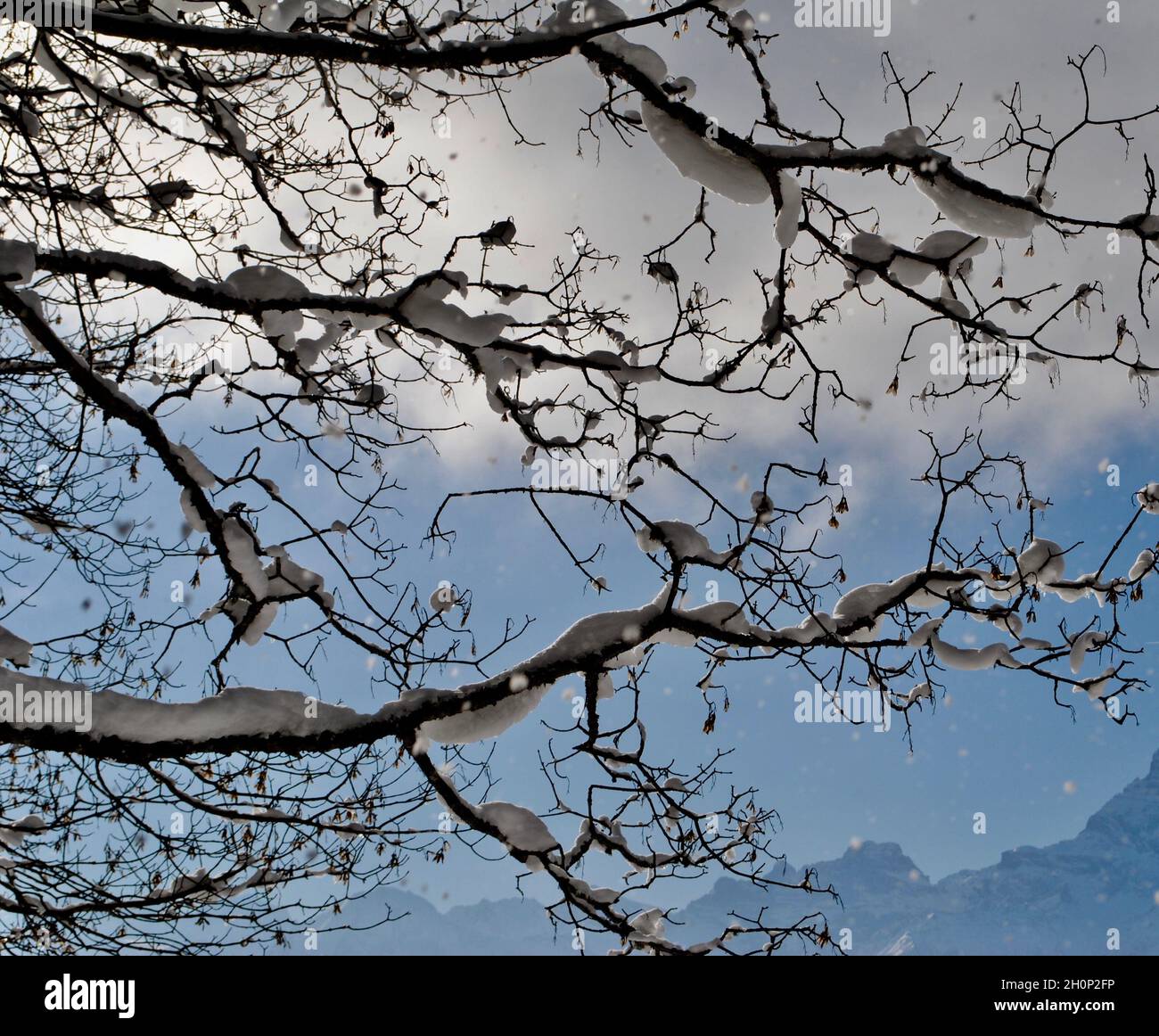 Snow-covered branches with mountains in the background in Villars-sur ...