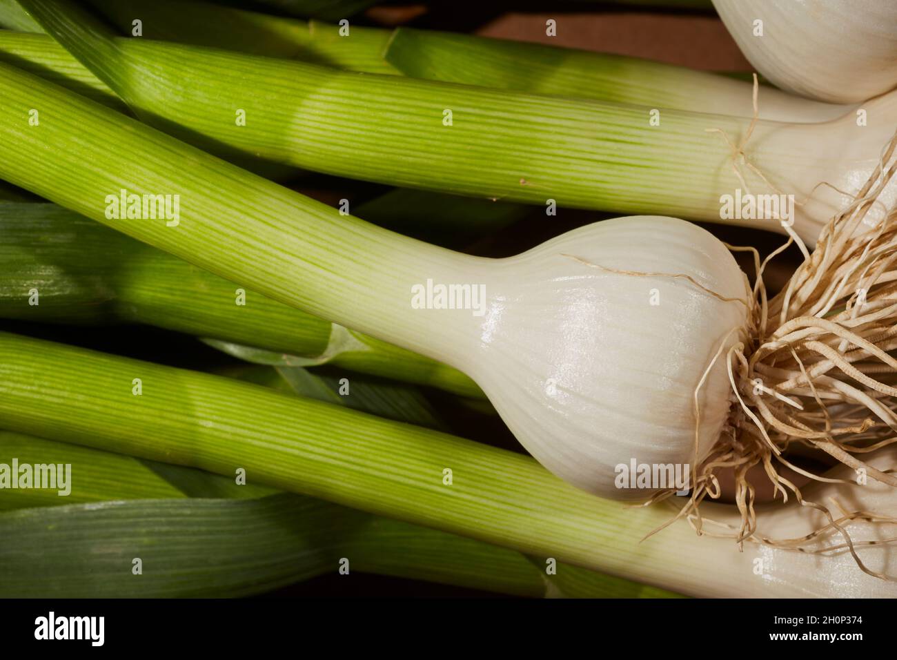 Strong stem hi-res stock photography and images - Alamy