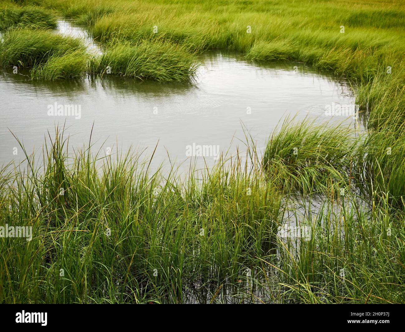 Marine nature hi-res stock photography and images - Alamy