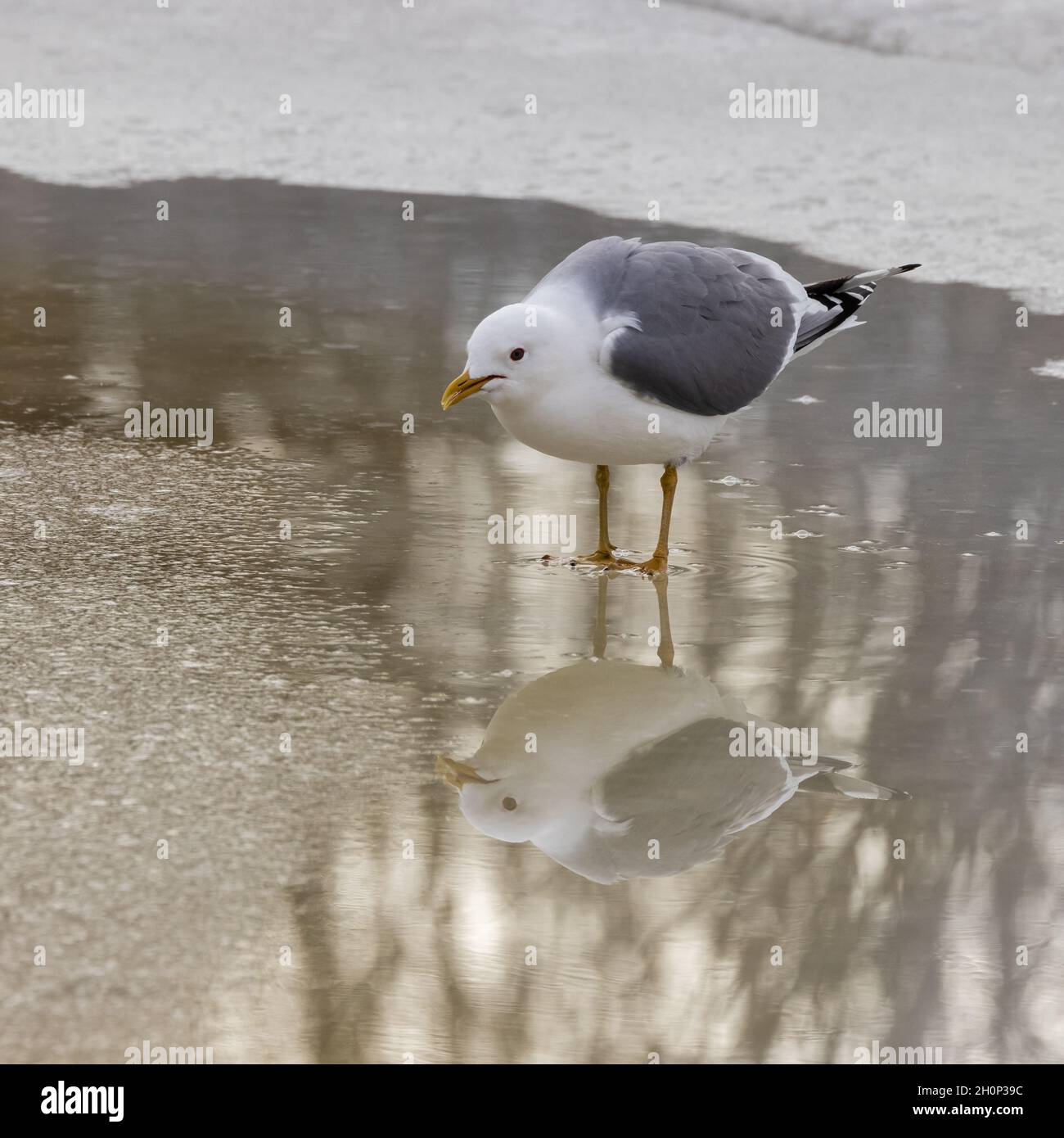 Common gull, mew gull, or sea mew drinking water Stock Photo - Alamy