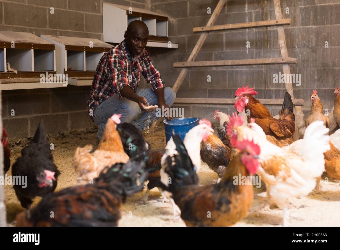 Man farmer with bucket feeding chickens at chicken-house Stock Photo ...