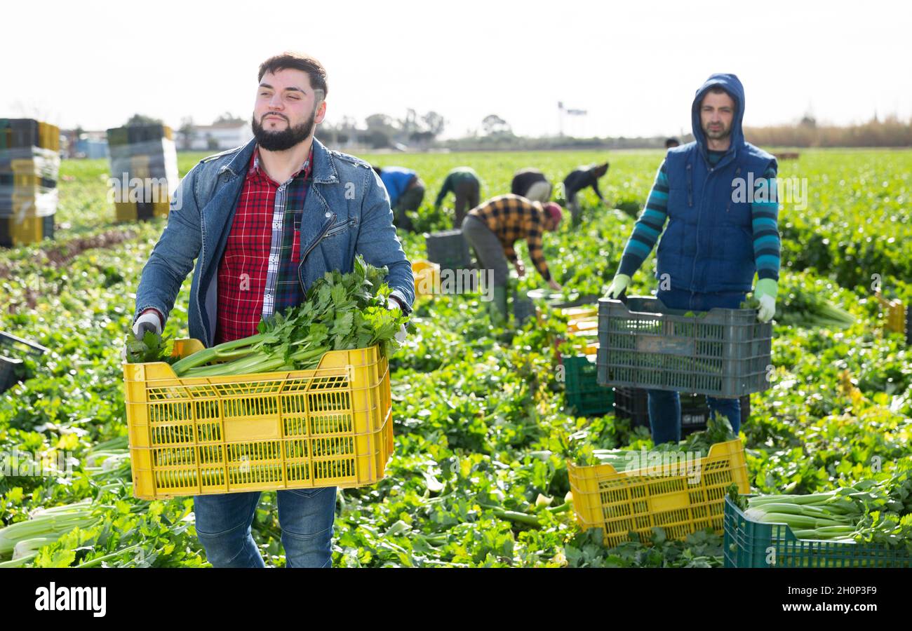 Young farmer stacking boxes hi-res stock photography and images - Alamy