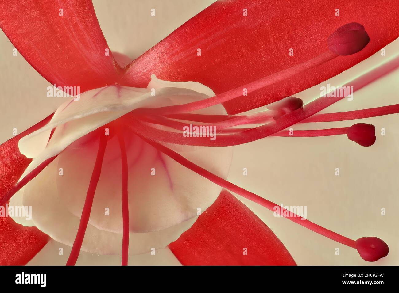 Enlarged view hi-res stock photography and images - Alamy