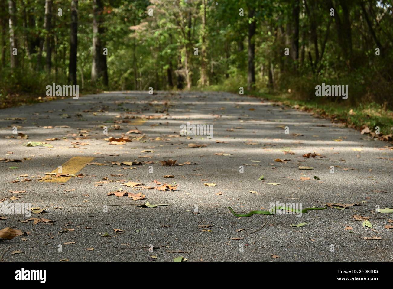 Snake trail hi-res stock photography and images - Alamy