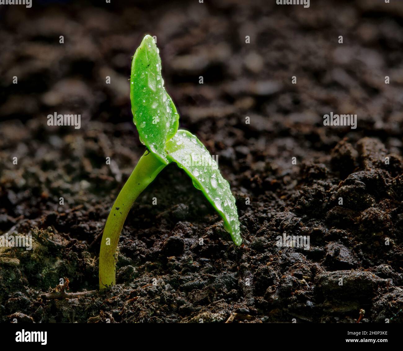 Green shoots of growth, a new sunflower reaching for the light Stock ...
