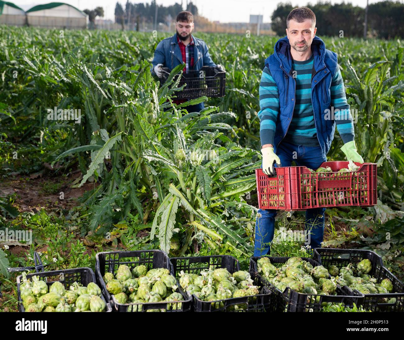 Farm worker carrying crates with artichokes Stock Photo - Alamy