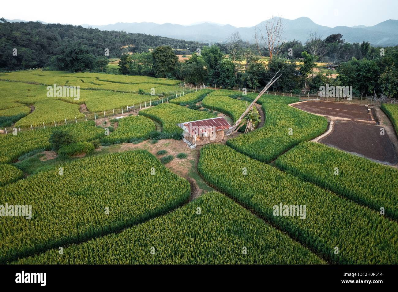 Green rice fields in the rainy season In the countryside Stock Photo ...