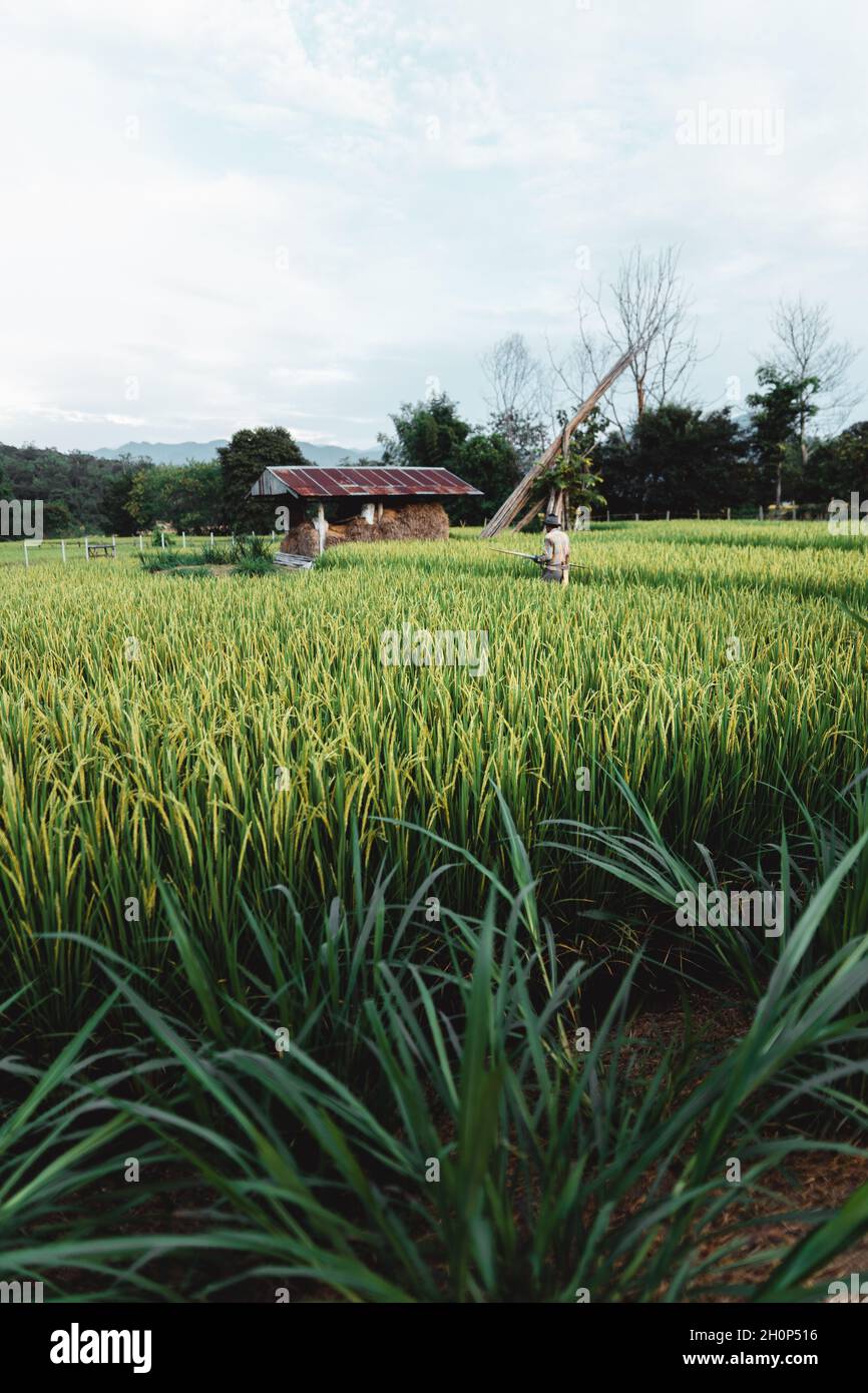 The rice plants in the fields before they are fully grown Stock Photo ...