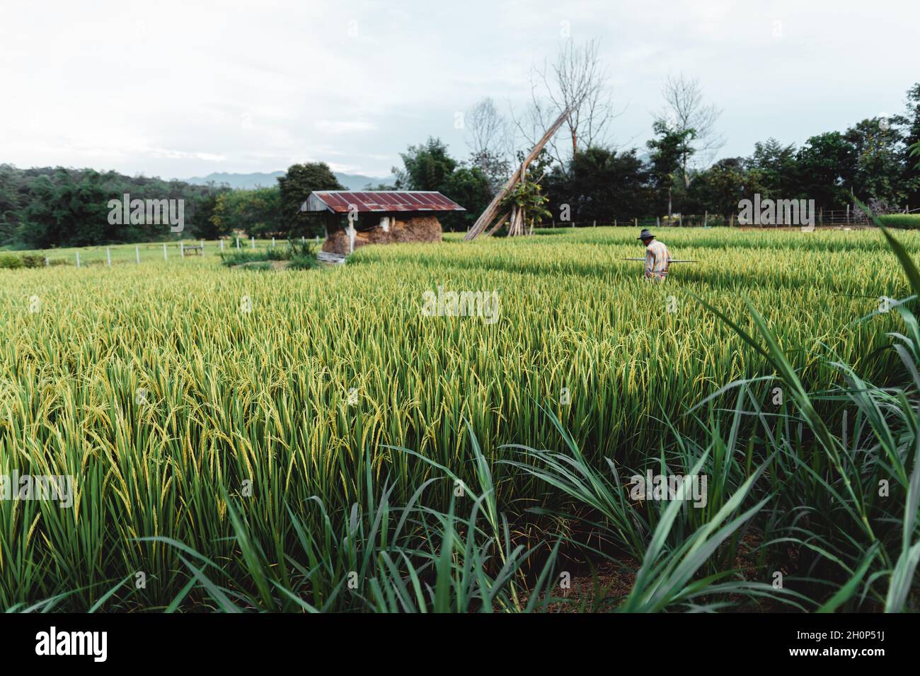 The rice plants in the fields before they are fully grown Stock Photo ...