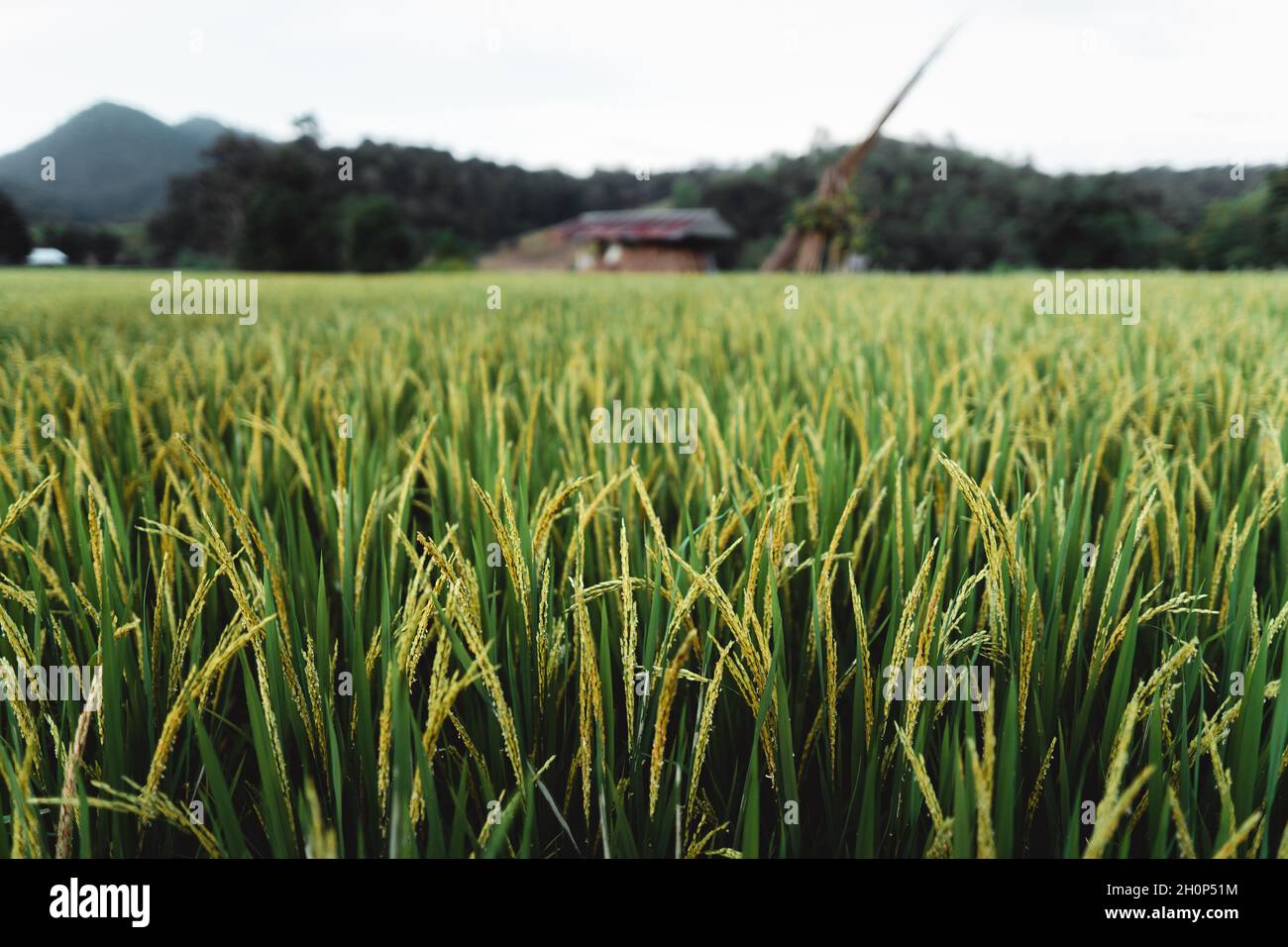 The rice plants in the fields before they are fully grown Stock Photo ...