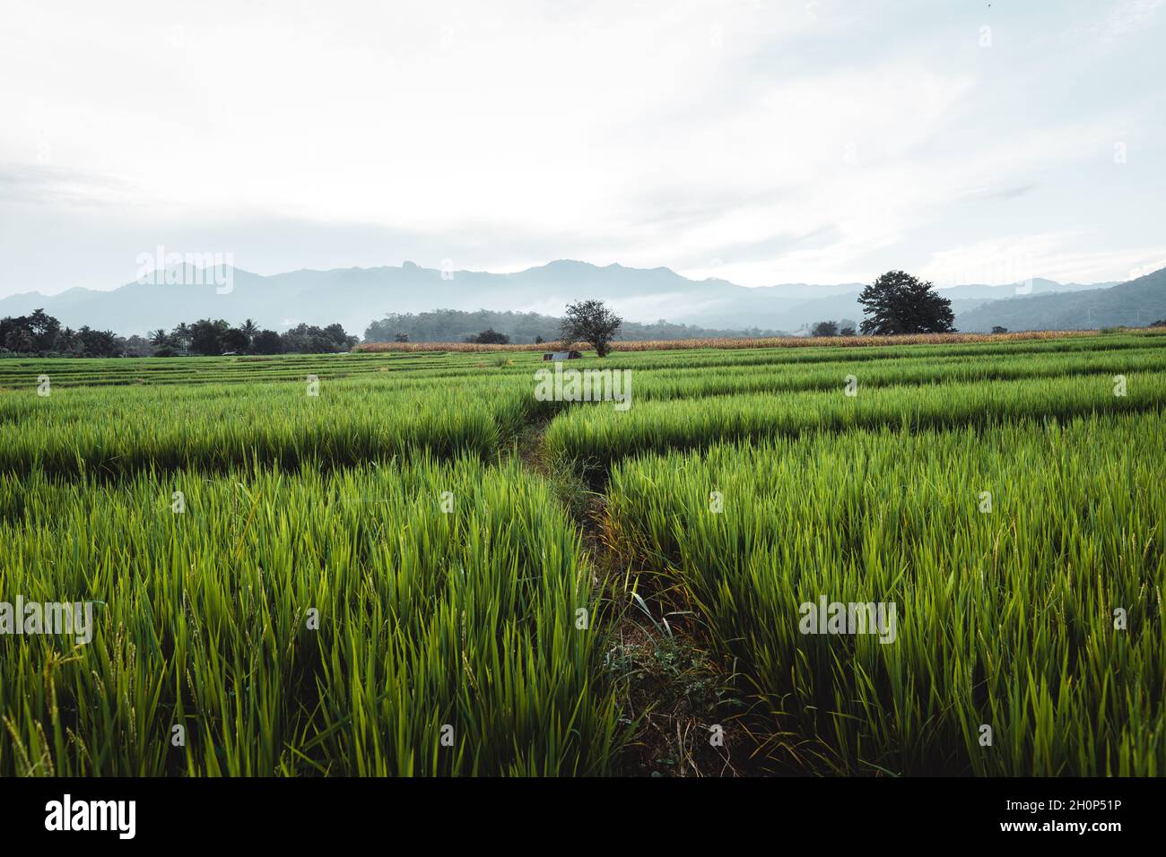 The rice plants in the fields before they are fully grown Stock Photo ...