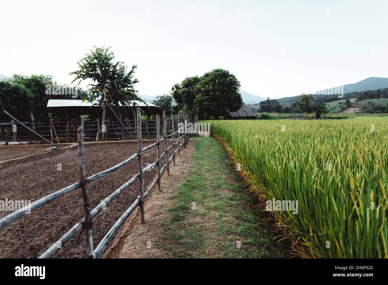 The rice plants in the fields before they are fully grown Stock Photo ...