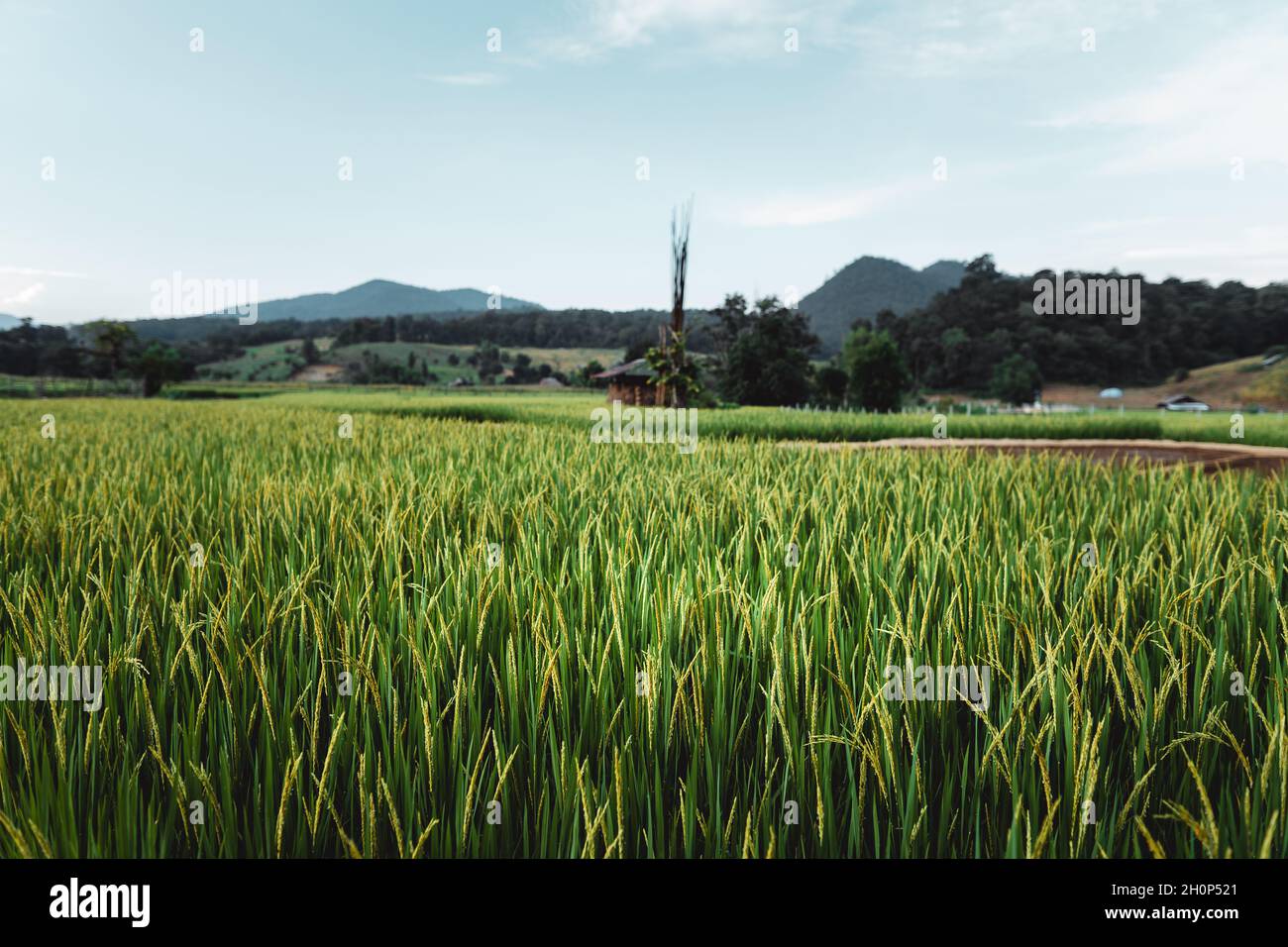 The rice plants in the fields before they are fully grown Stock Photo ...