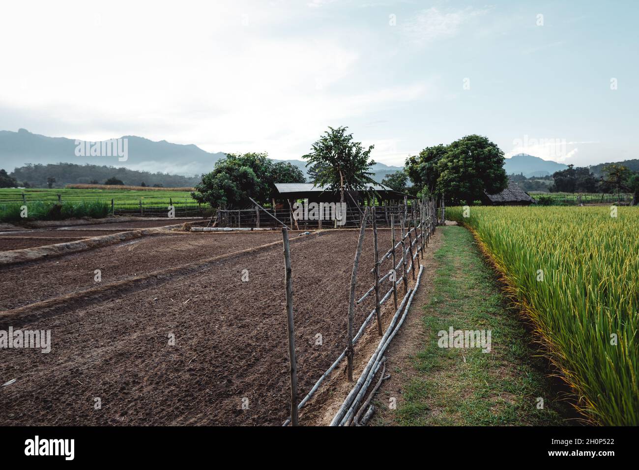 The rice plants in the fields before they are fully grown Stock Photo ...