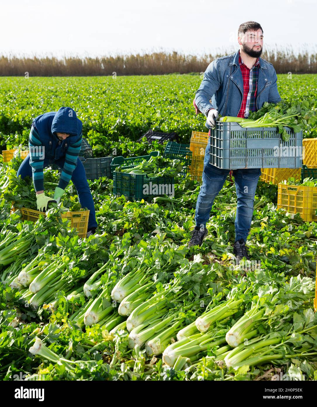 Young man carrying crates with celery on farm field Stock Photo - Alamy
