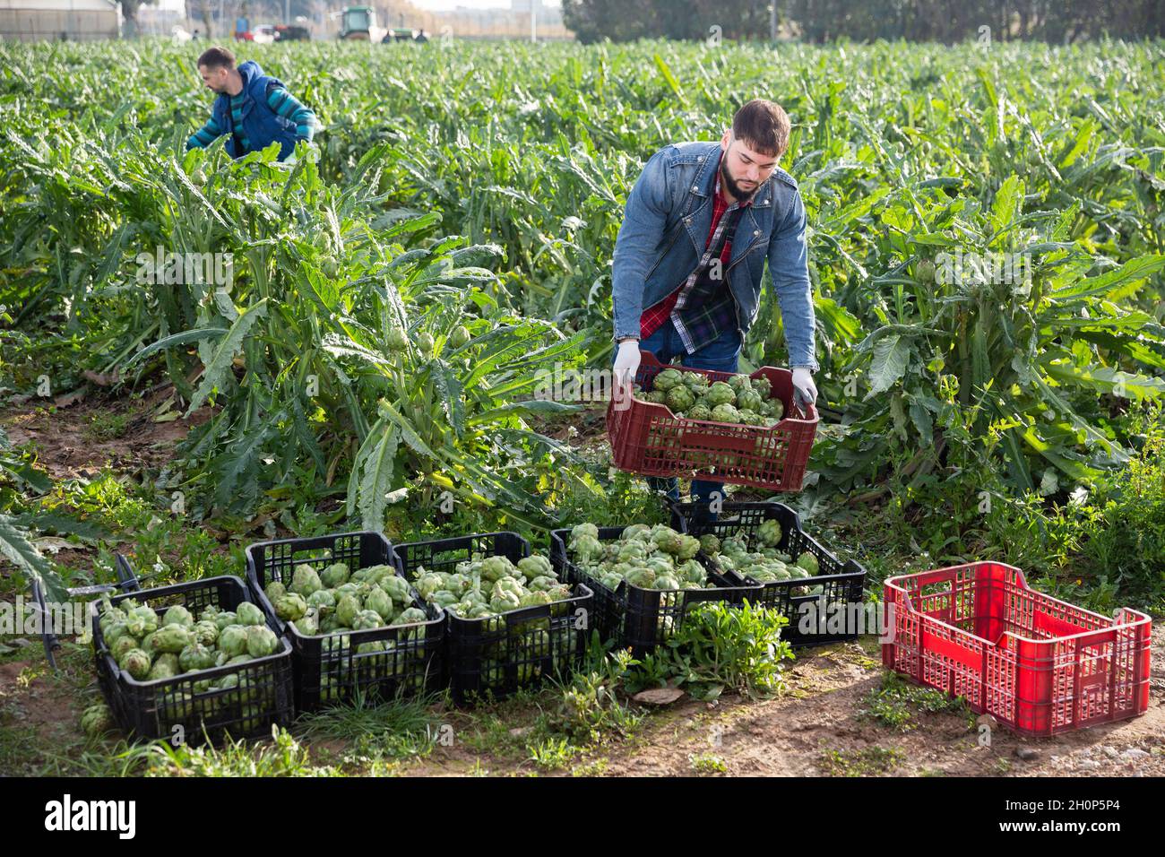 Worker carrying plastic crates hi-res stock photography and images - Alamy