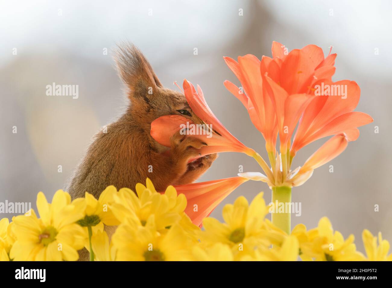 Red squirrel is holding face in a clivia flower Stock Photo - Alamy