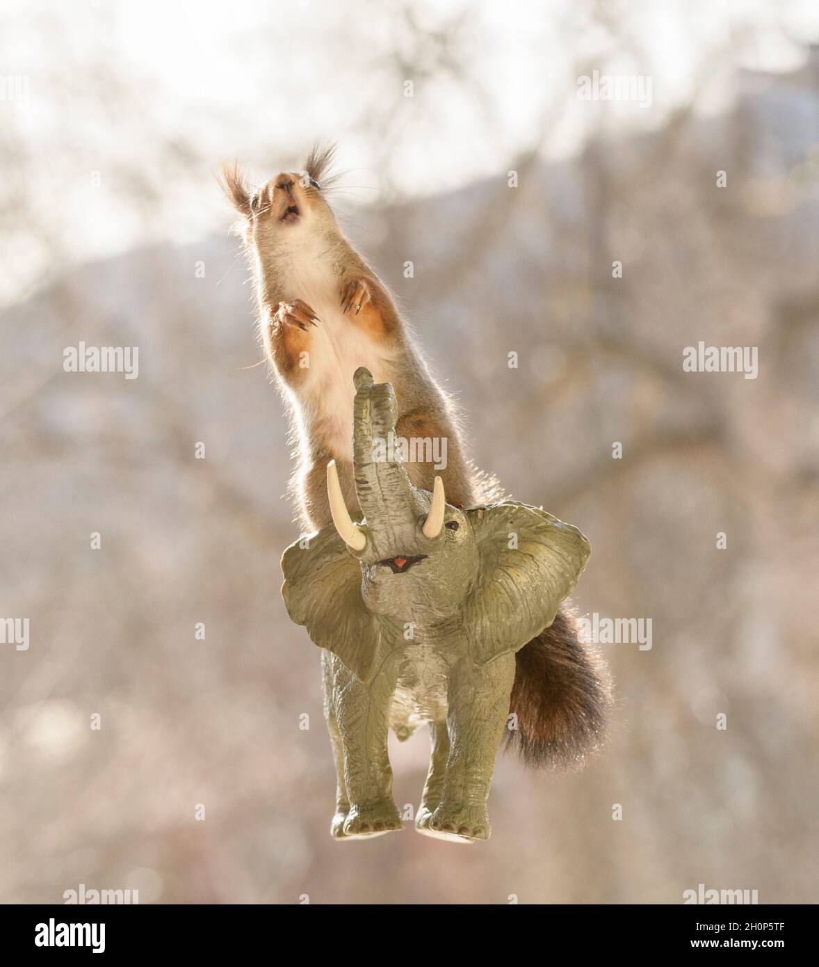 Elephant with open mouth hi-res stock photography and images - Alamy