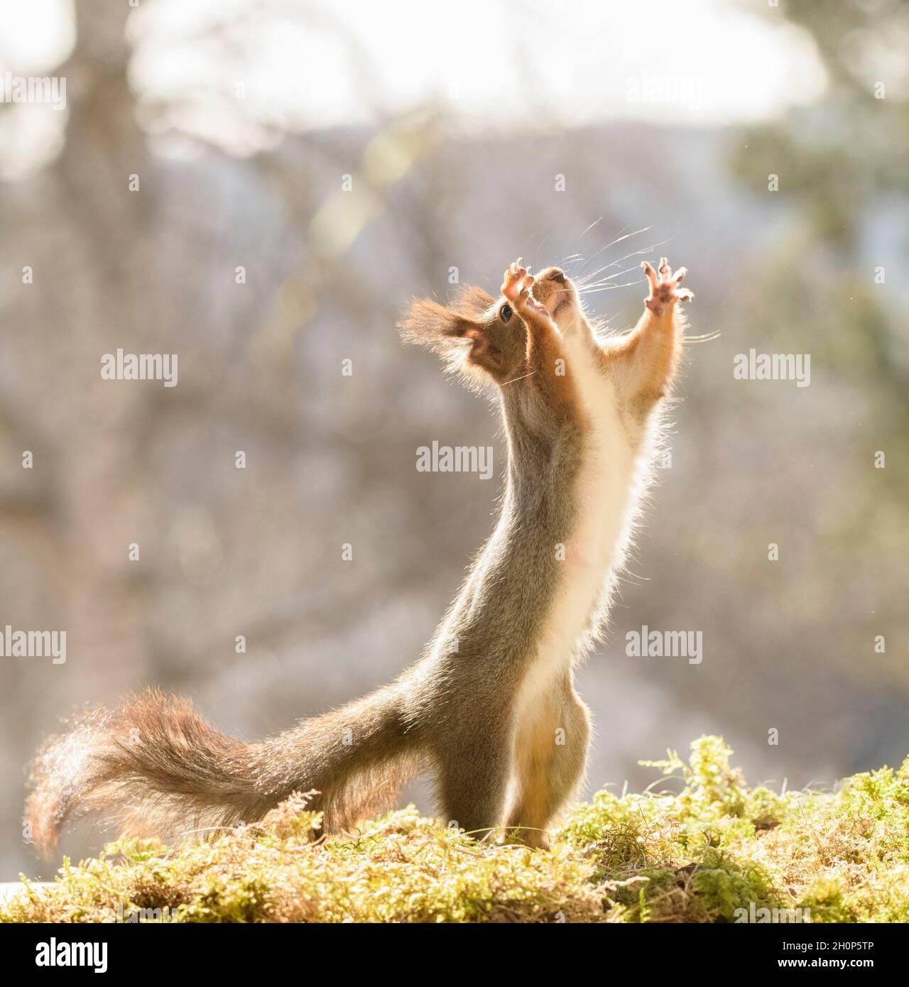 Red squirrel close up on moss hi-res stock photography and images - Alamy