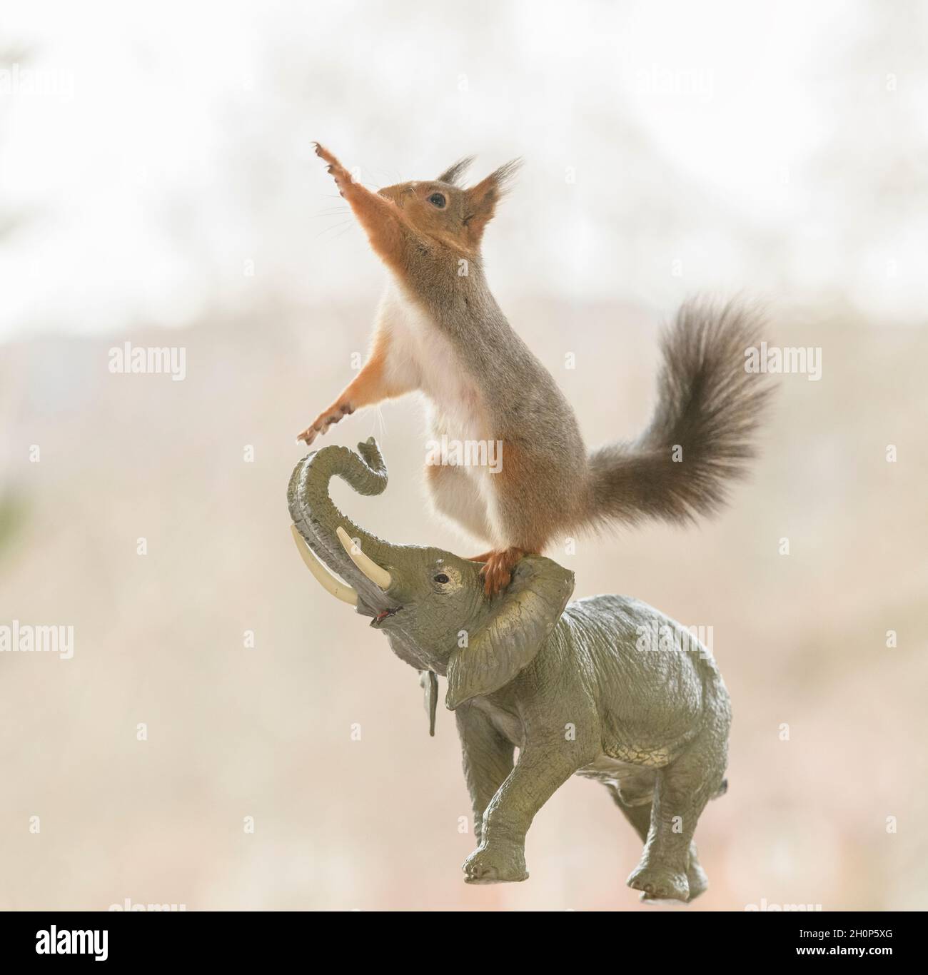 Animal jumbo hi-res stock photography and images - Alamy