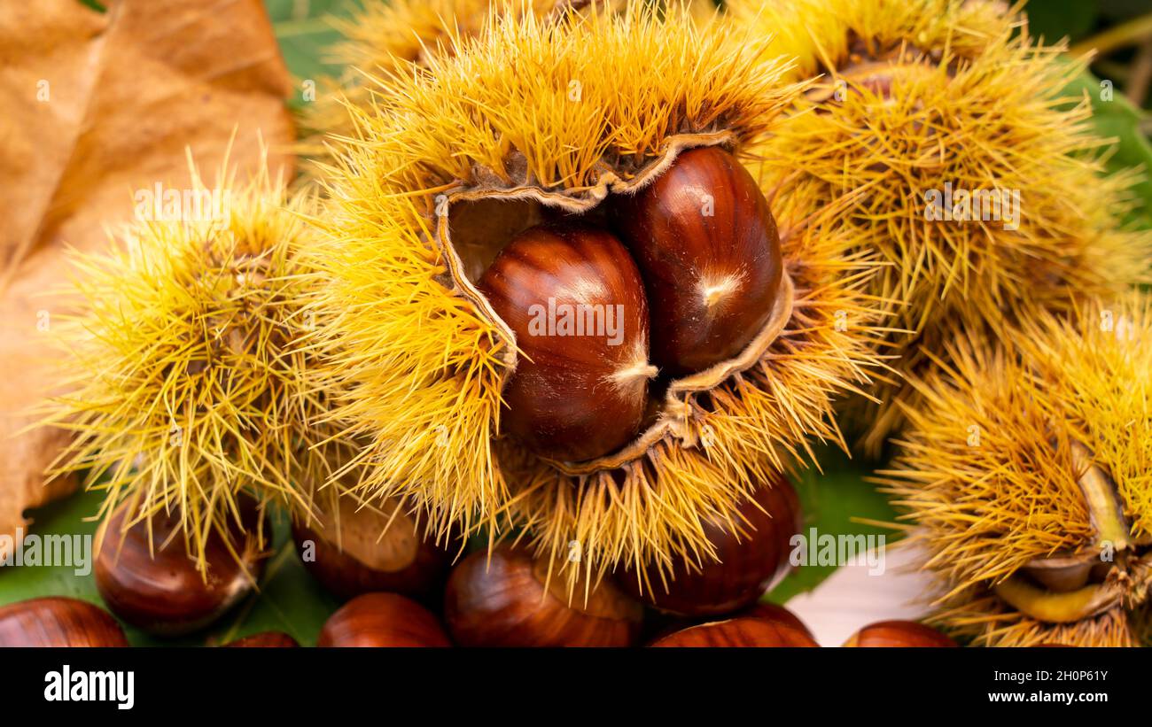 Autumn composition of chestnuts, hedgehogs and chestnut leaves. Fall ...