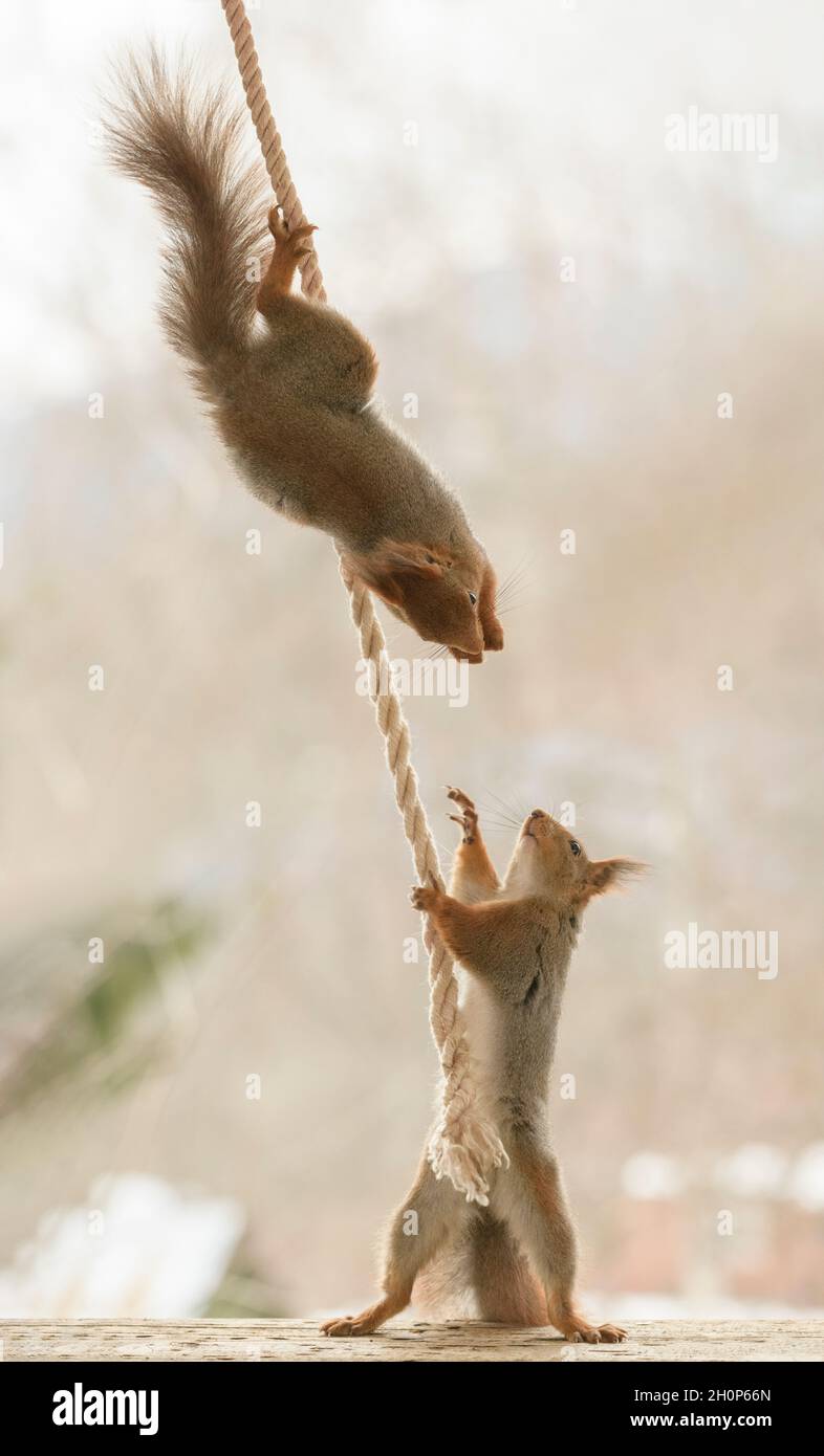 Red squirrels with an rope in an circus hi-res stock photography and ...