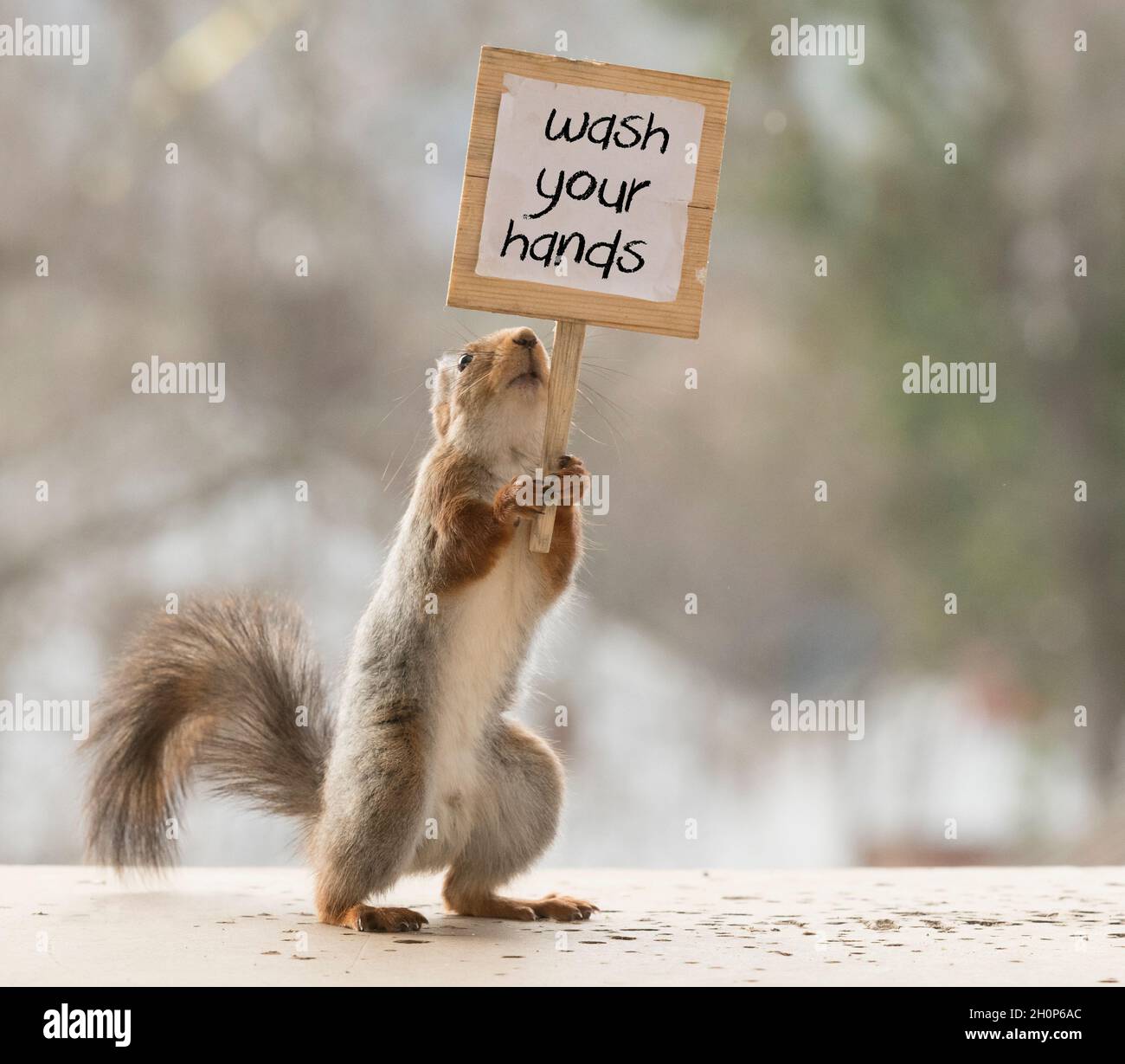 Squirrel hands hi-res stock photography and images - Alamy