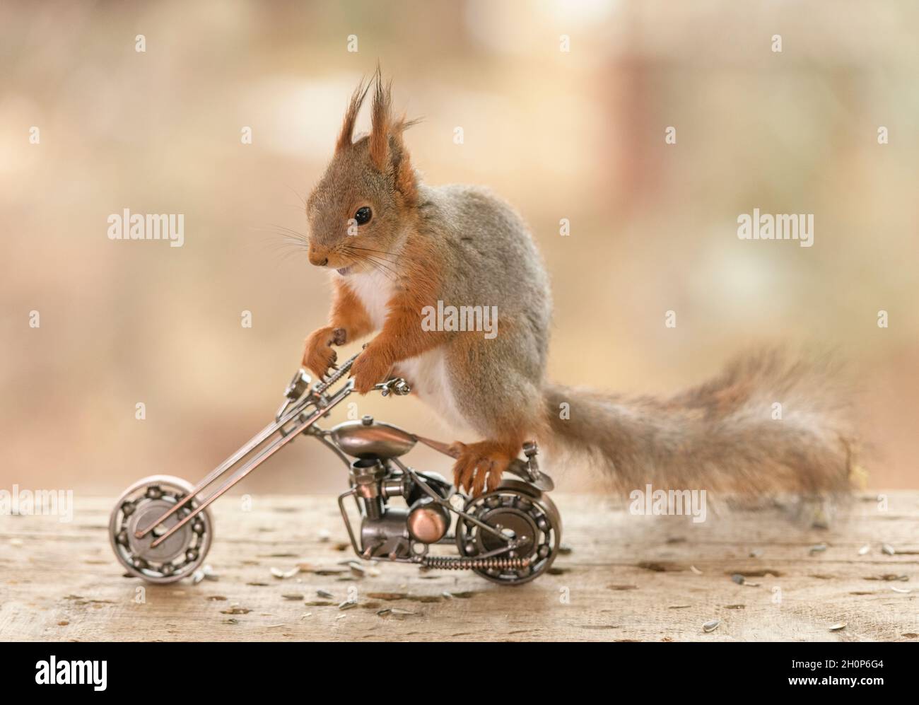 Motorbike Humor High Resolution Stock Photography and Images - Alamy