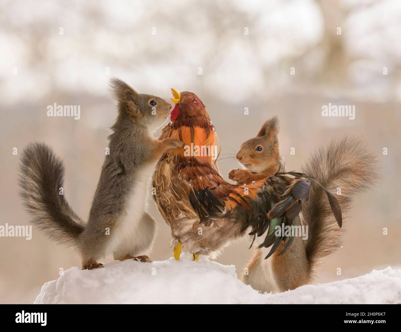 red squirrels are standing with a rooster in snow Stock Photo - Alamy