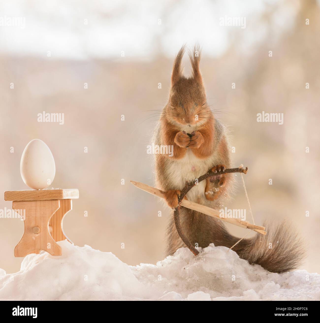 Squirrel and arrow hi-res stock photography and images - Alamy