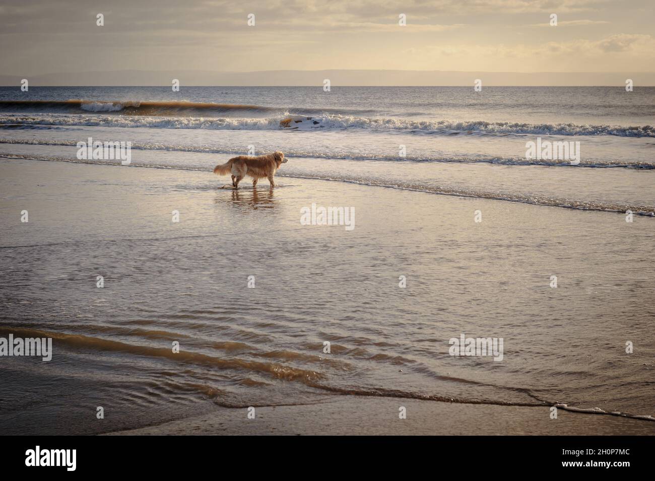 Golden retriever on beach sunset hi-res stock photography and images ...