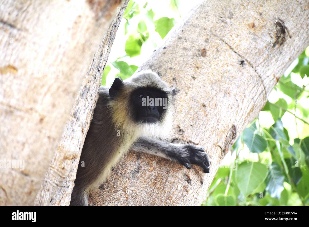 Hairy chest closeup hi-res stock photography and images - Alamy