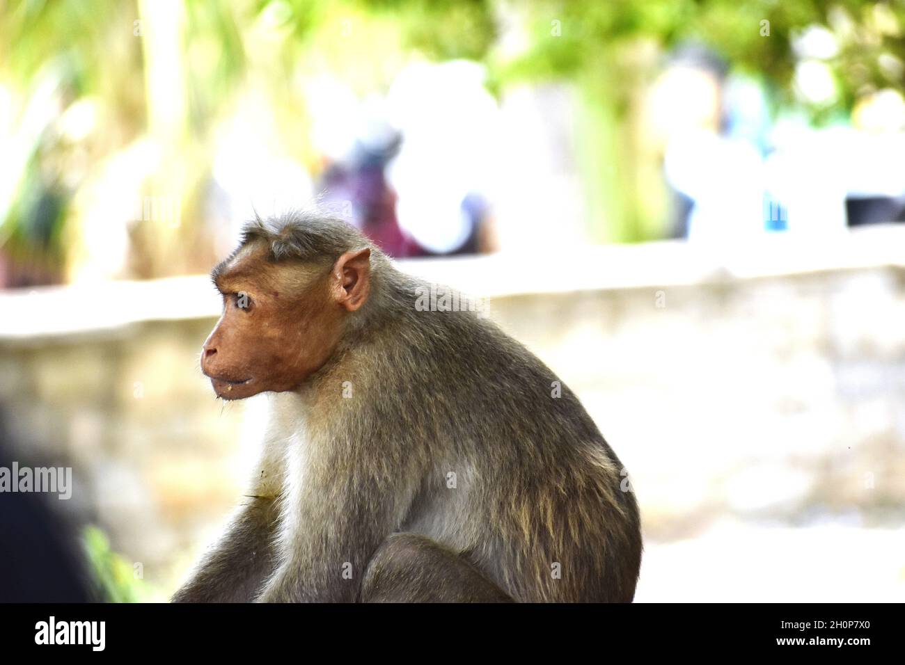 Hairy henry hi-res stock photography and images - Alamy