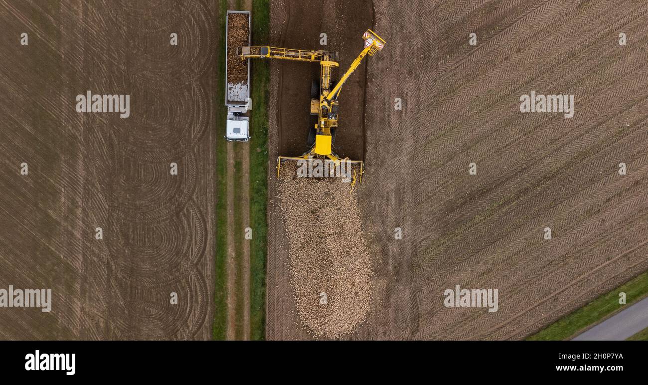 Beet mouse hi-res stock photography and images - Alamy