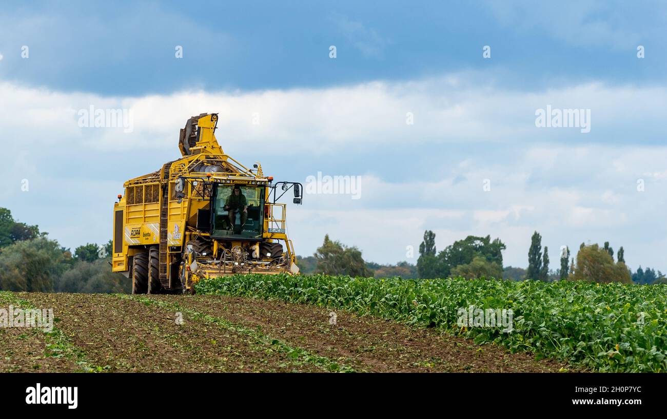 Vorwerk, Germany. 06th Oct, 2021. A beet harvester is used to harvest ...