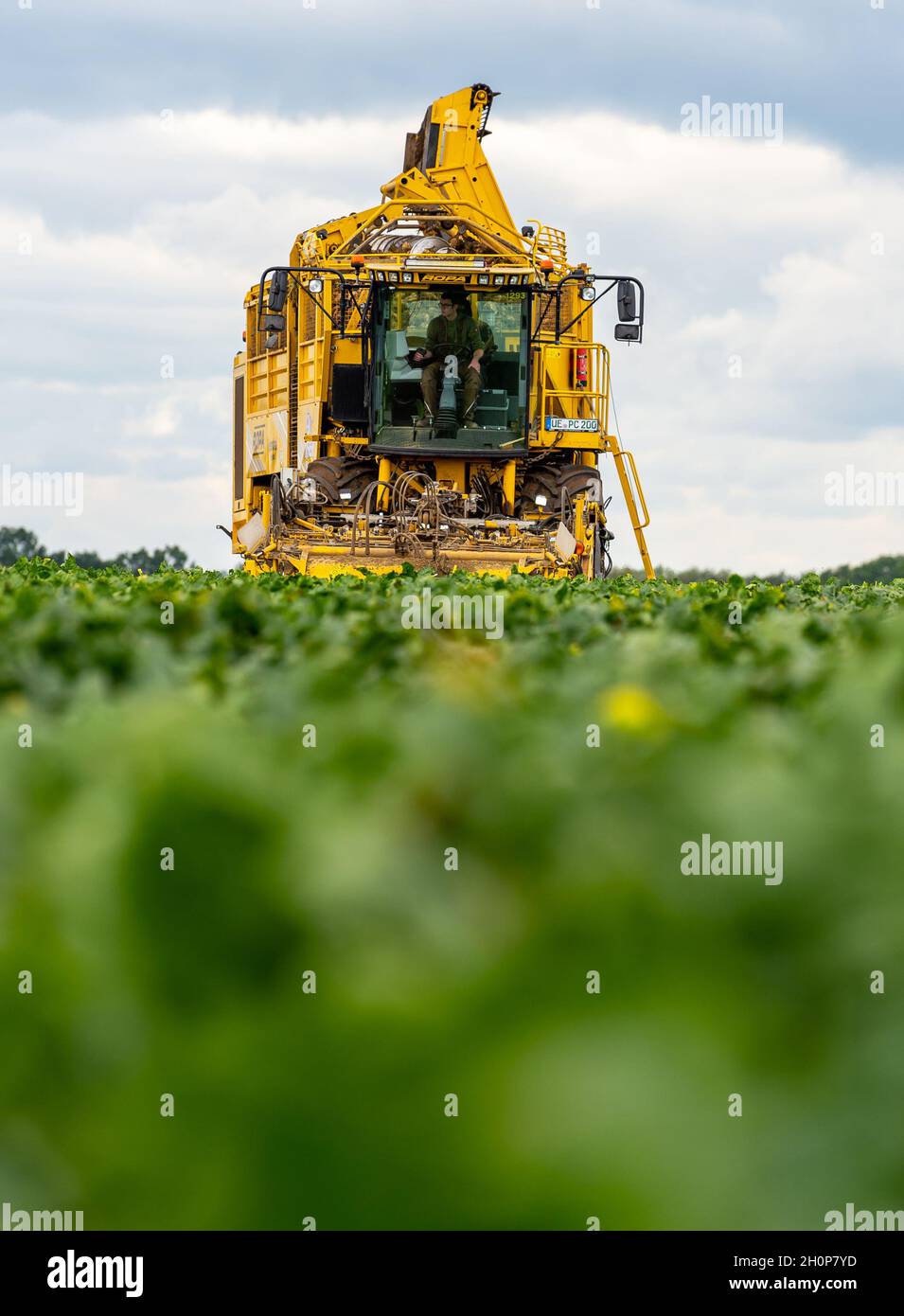 Vorwerk, Germany. 06th Oct, 2021. A beet harvester is used to harvest ...