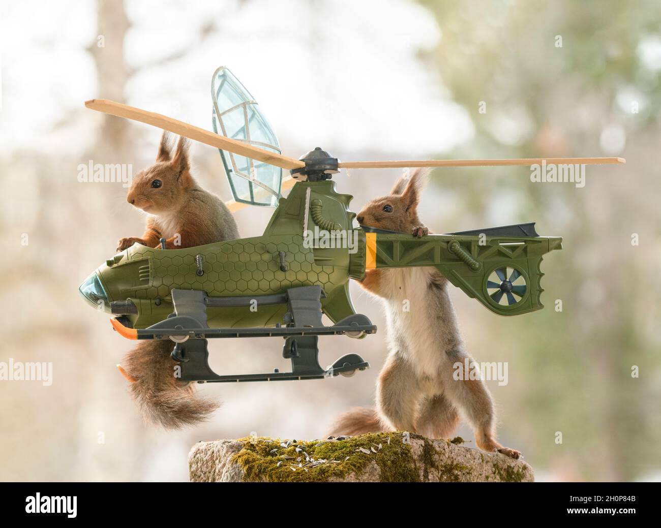 Animal transport helicopter hi-res stock photography and images - Alamy
