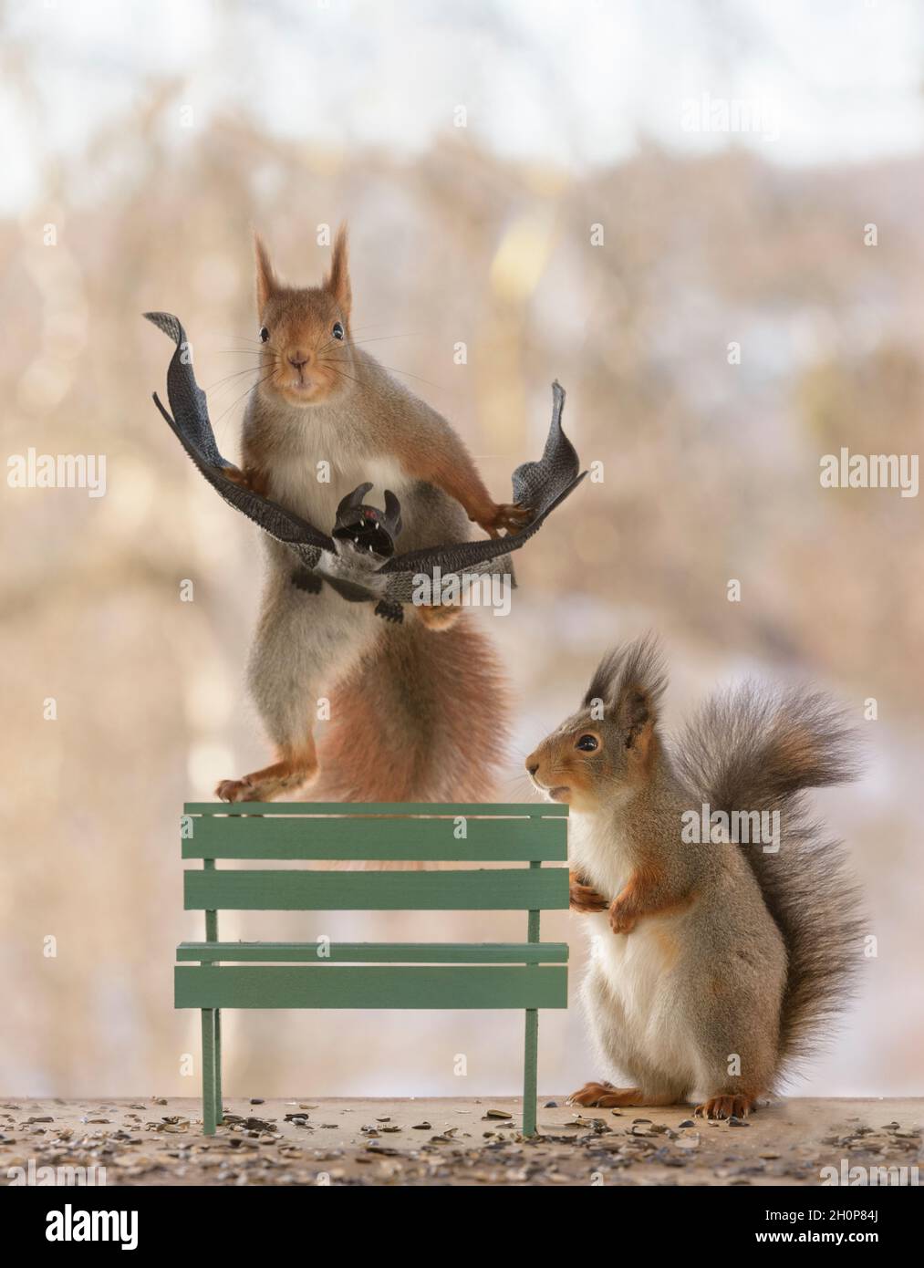 red squirrels are standing with a bench with an bat above Stock Photo ...