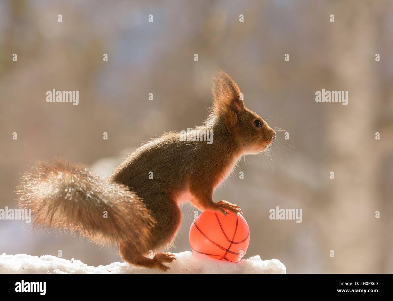 red squirrel is standing with an basketball Stock Photo - Alamy
