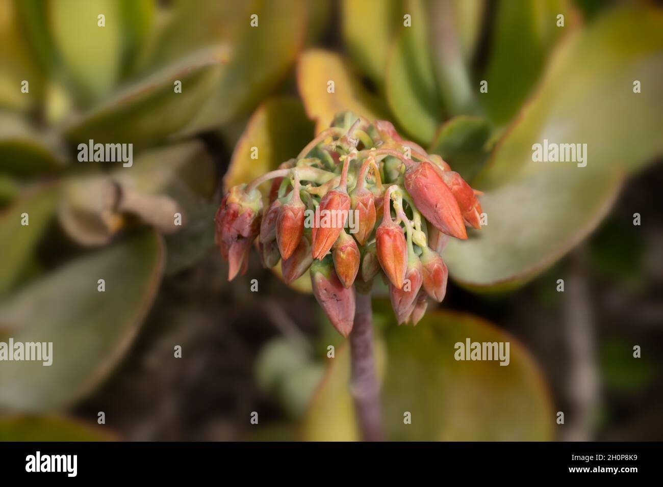 Cotyledon orbiculata, commonly known as pig's ear or round-leafed navel ...