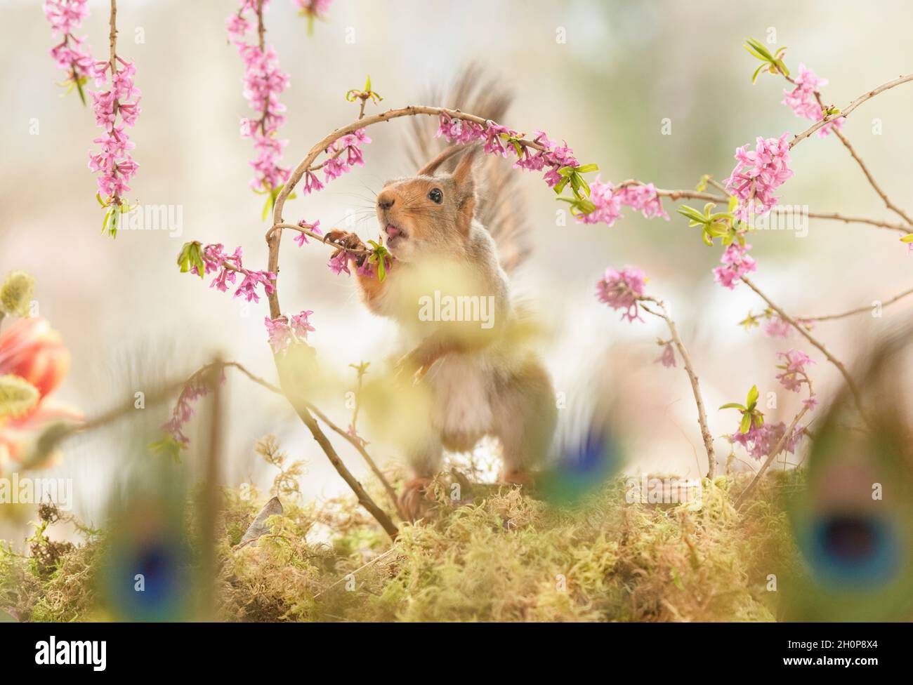 Squirrel tongue out hi-res stock photography and images - Alamy