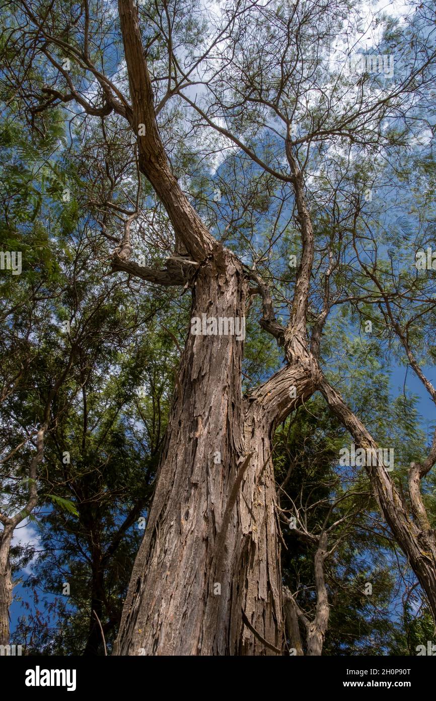 Albizia harveyi tree (Common Albizia) in the family Fabaceae native ...