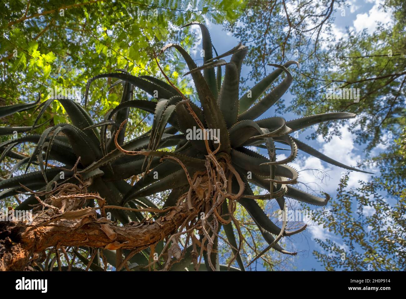 Slender spreading and recurved leaves of Aloe africana (known as the ...