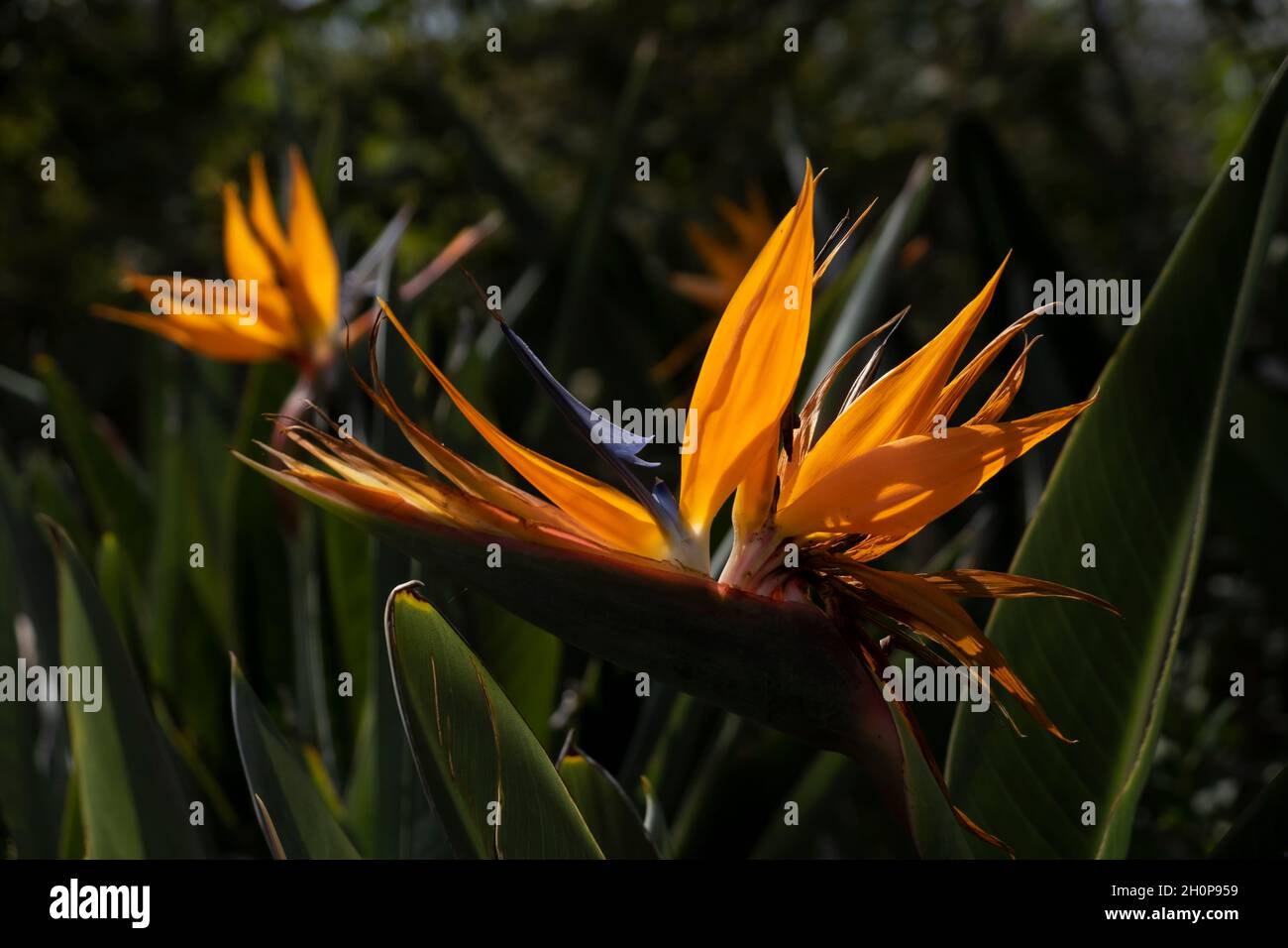 Strelitzia reginae flowering plant, commonly known as the crane flower ...