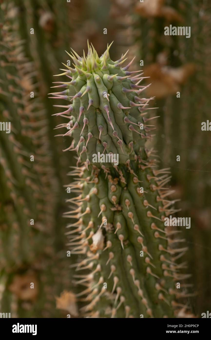 Hoodia gordonii hi-res stock photography and images - Alamy