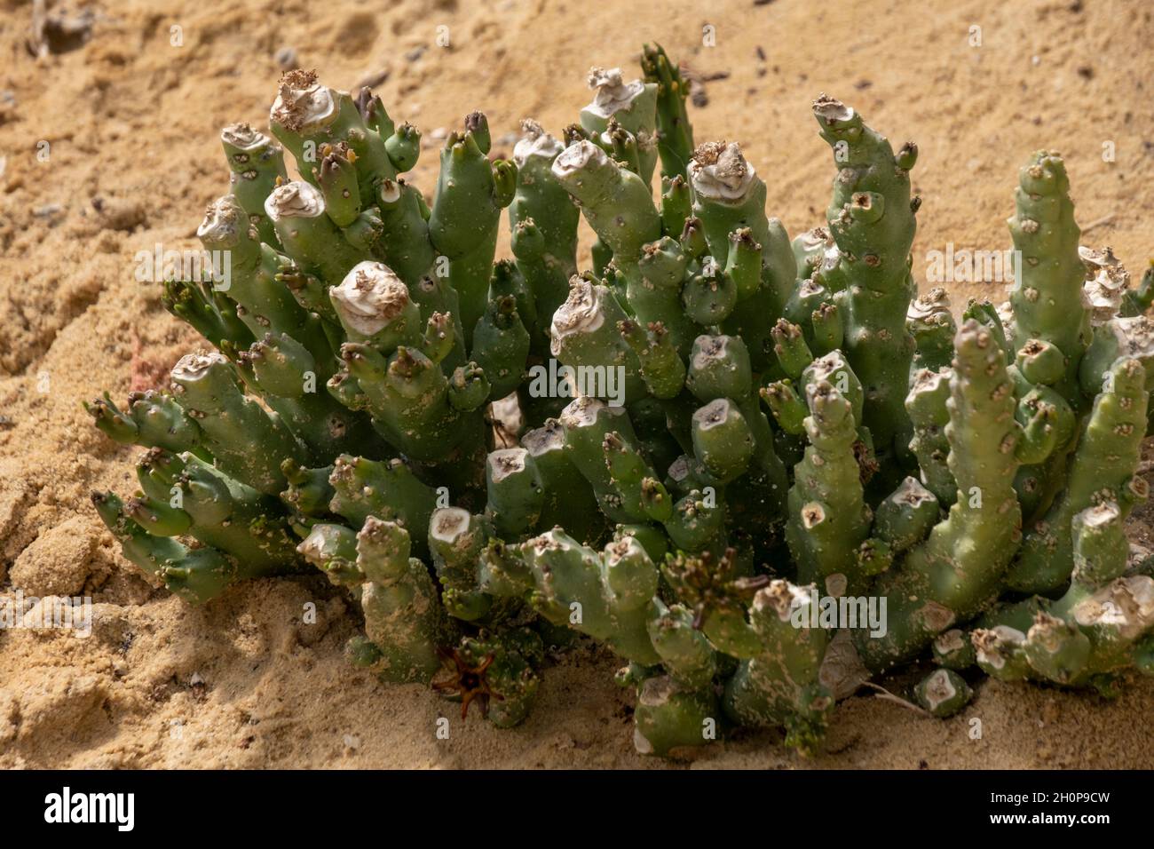 Caralluma tuberculata hi-res stock photography and images - Alamy