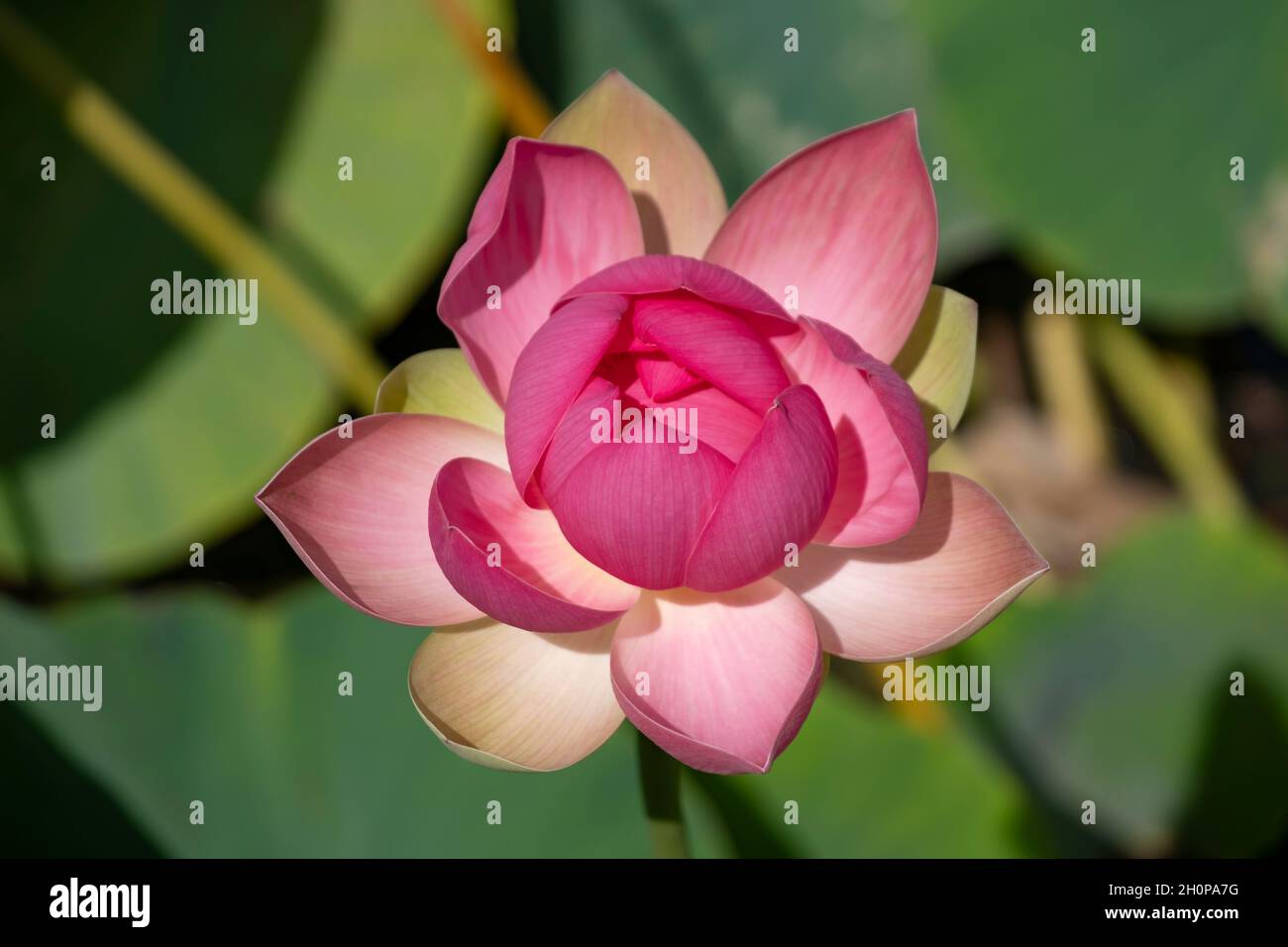 Flower of Nelumbo nucifera, also known as Indian lotus, sacred lotus ...