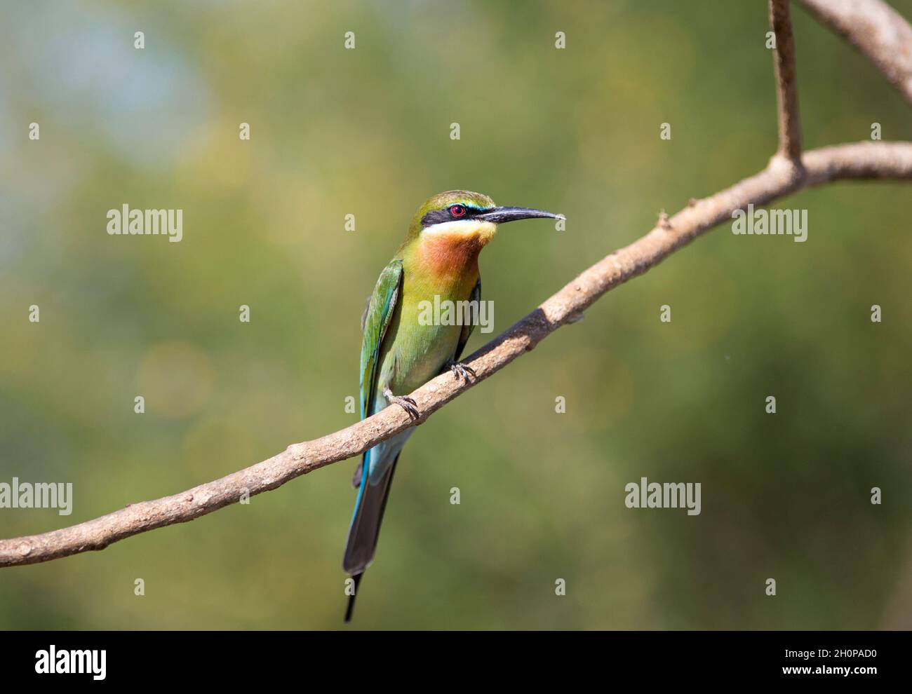 Blue-tailed bee-eater (Merops philippinus) bird from Sri Lanka standing ...