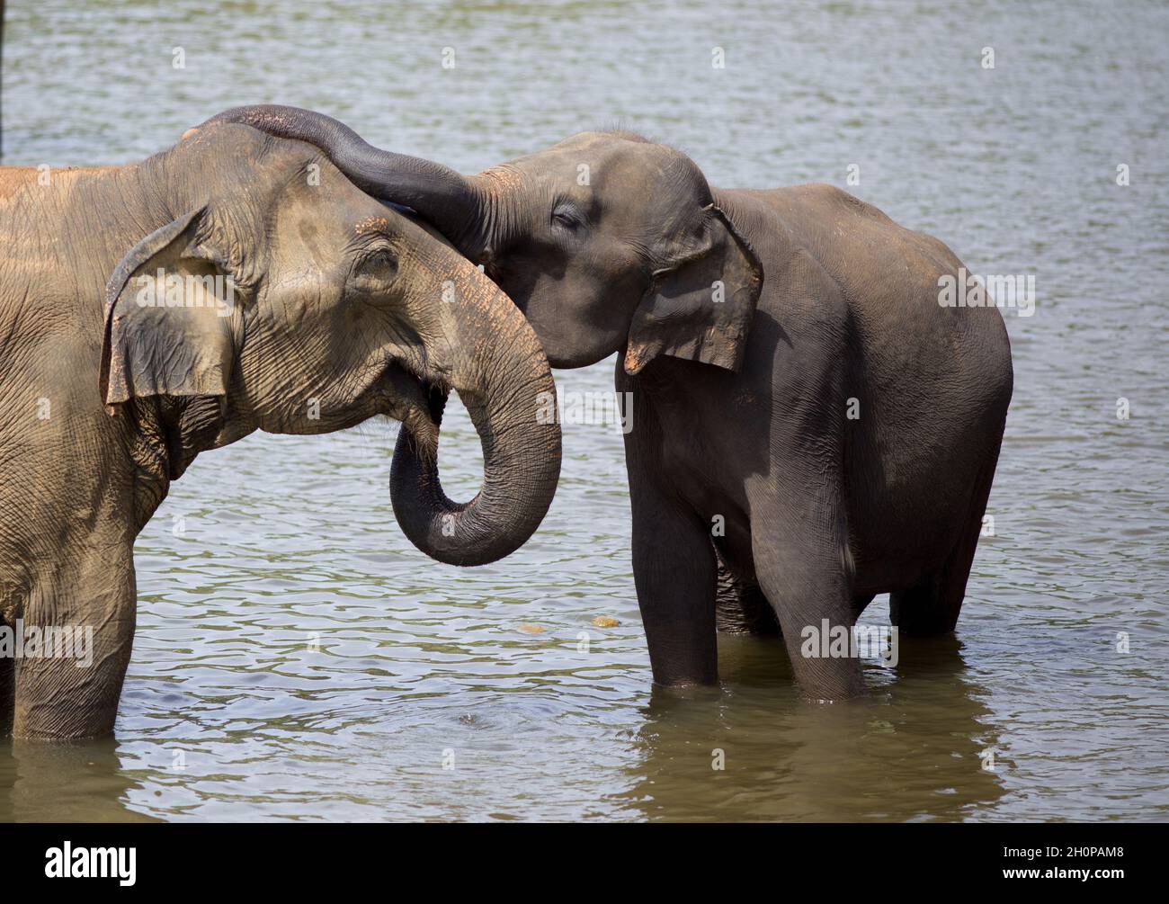 Two elephants hugging each other with trunks in river. Animal orphanage ...